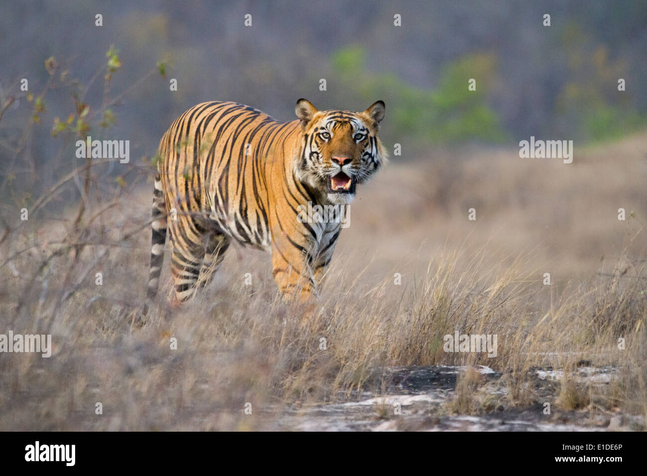 Tiger walking toward you hi-res stock photography and images - Alamy