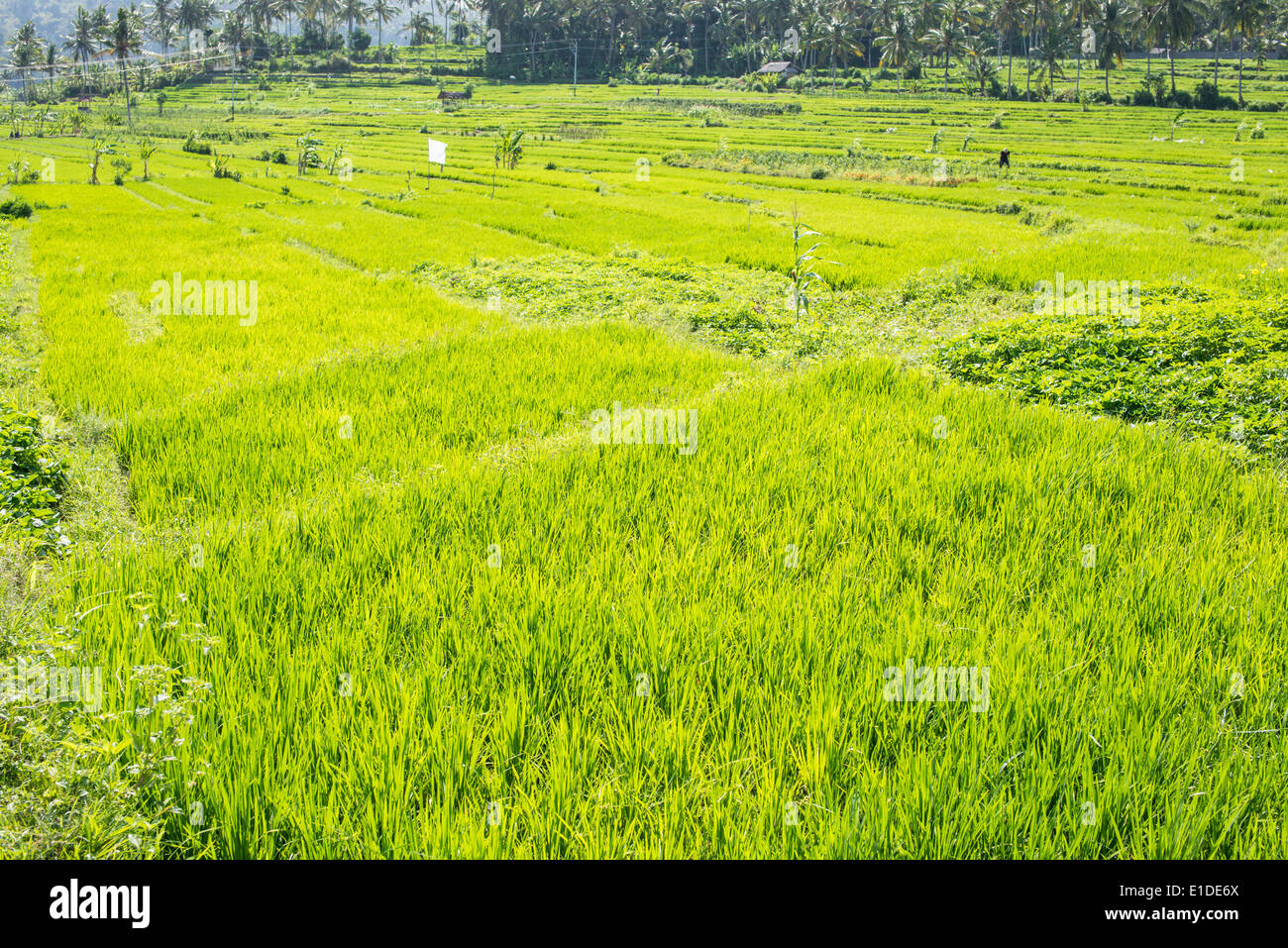 Rice paddies, Bali Stock Photo - Alamy