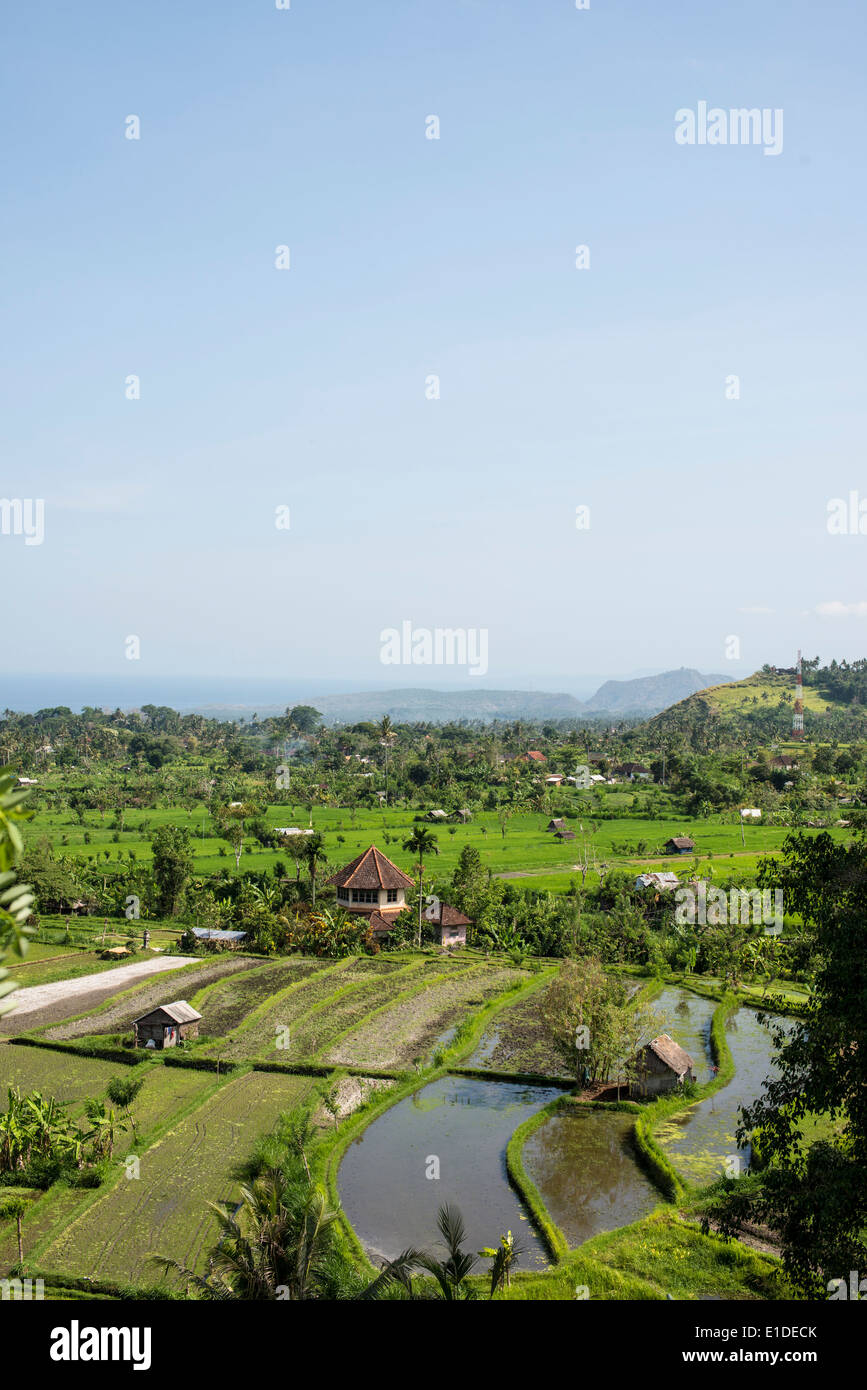 Rice paddies, Bali Stock Photo - Alamy