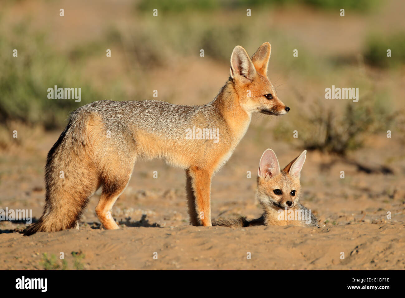 Cape foxes (Vulpes chama) at their den, Kalahari desert, South Africa ...