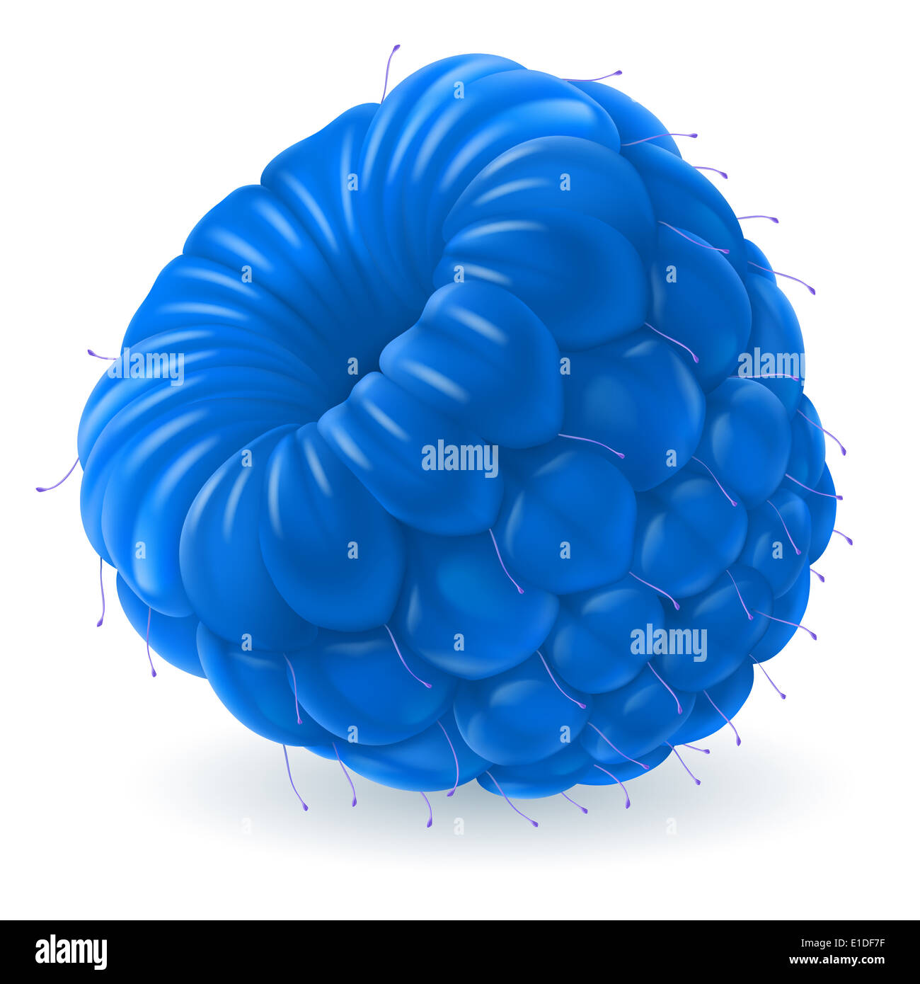 Shiny blue raspberry isolated on white background. Realistic ...