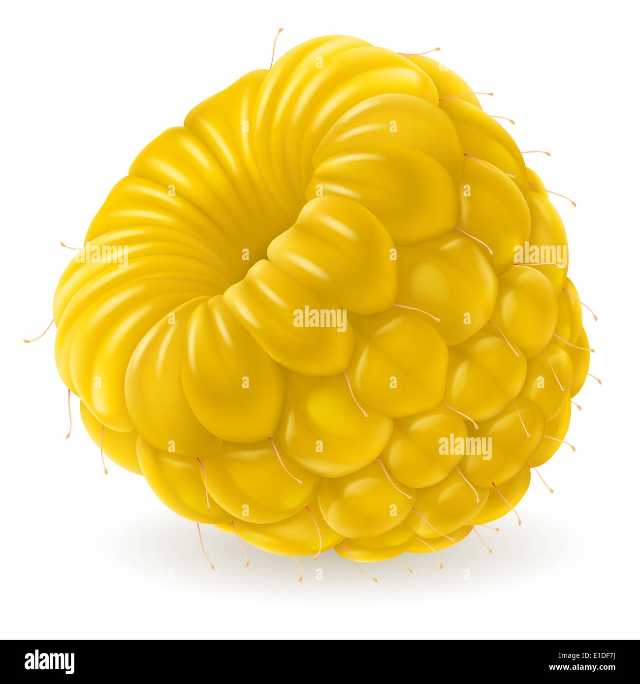 Fresh yellow raspberry isolated on white background. Realistic ...