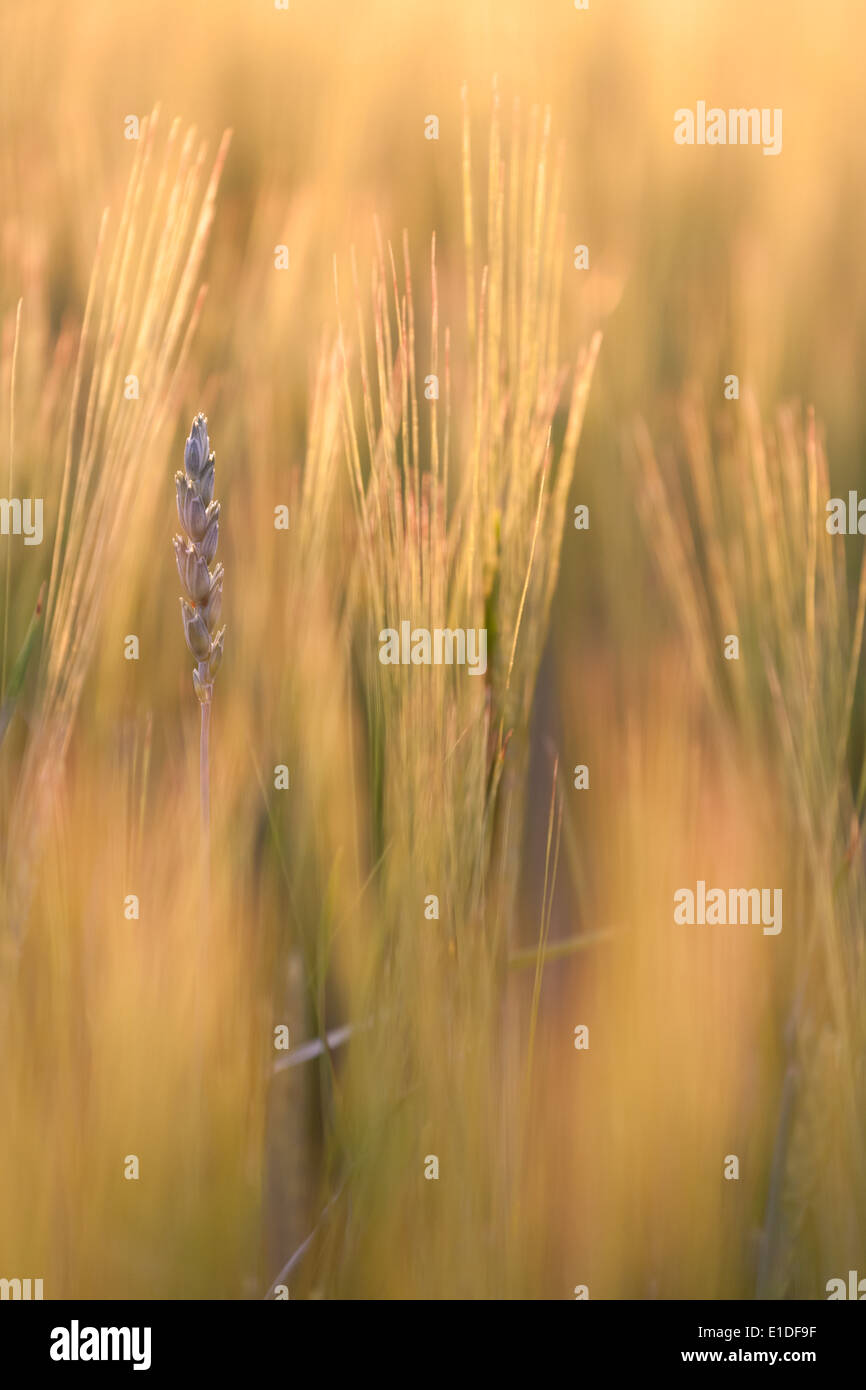 Quackgrass hi-res stock photography and images - Alamy