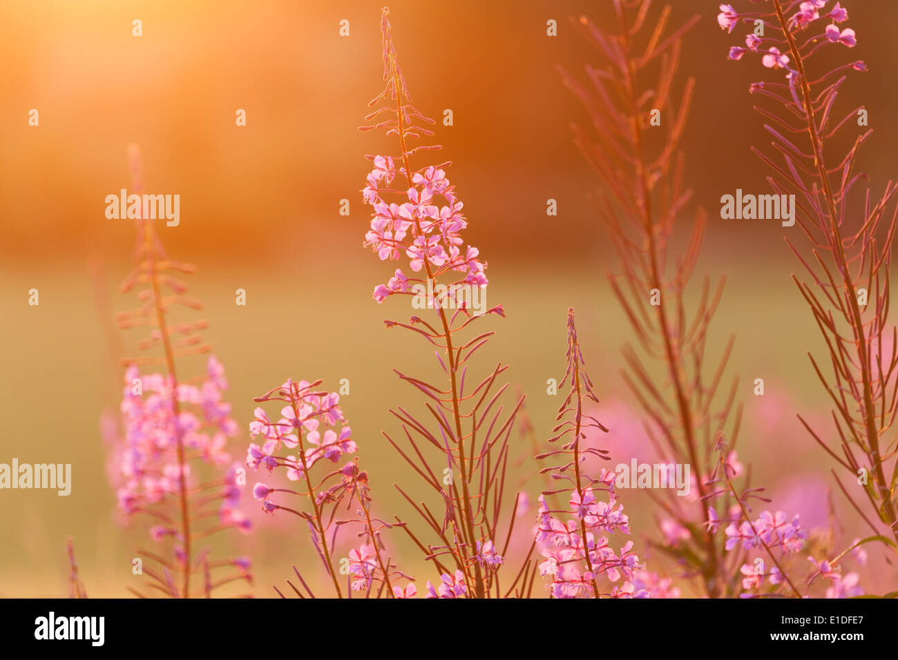 Fireweed flower hi-res stock photography and images - Alamy