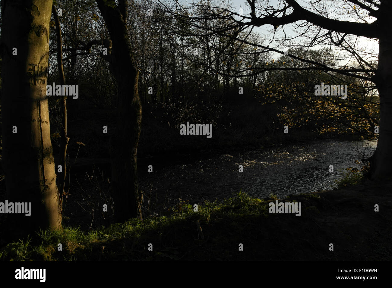 Trees standing rising grass background hi-res stock photography and ...