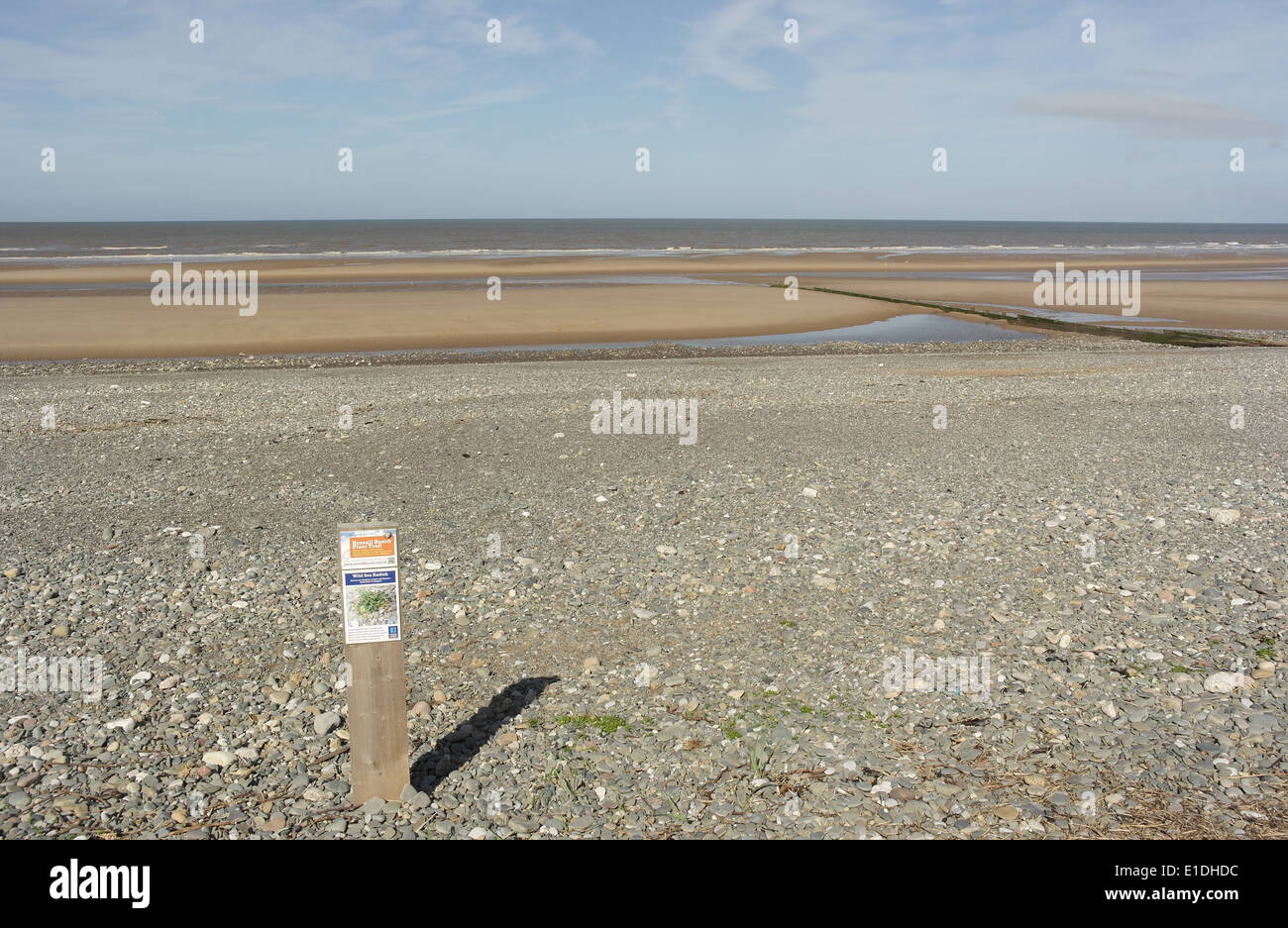 Blue sky view, across wide shingle sand beach, 'Wild Sea Radish ...