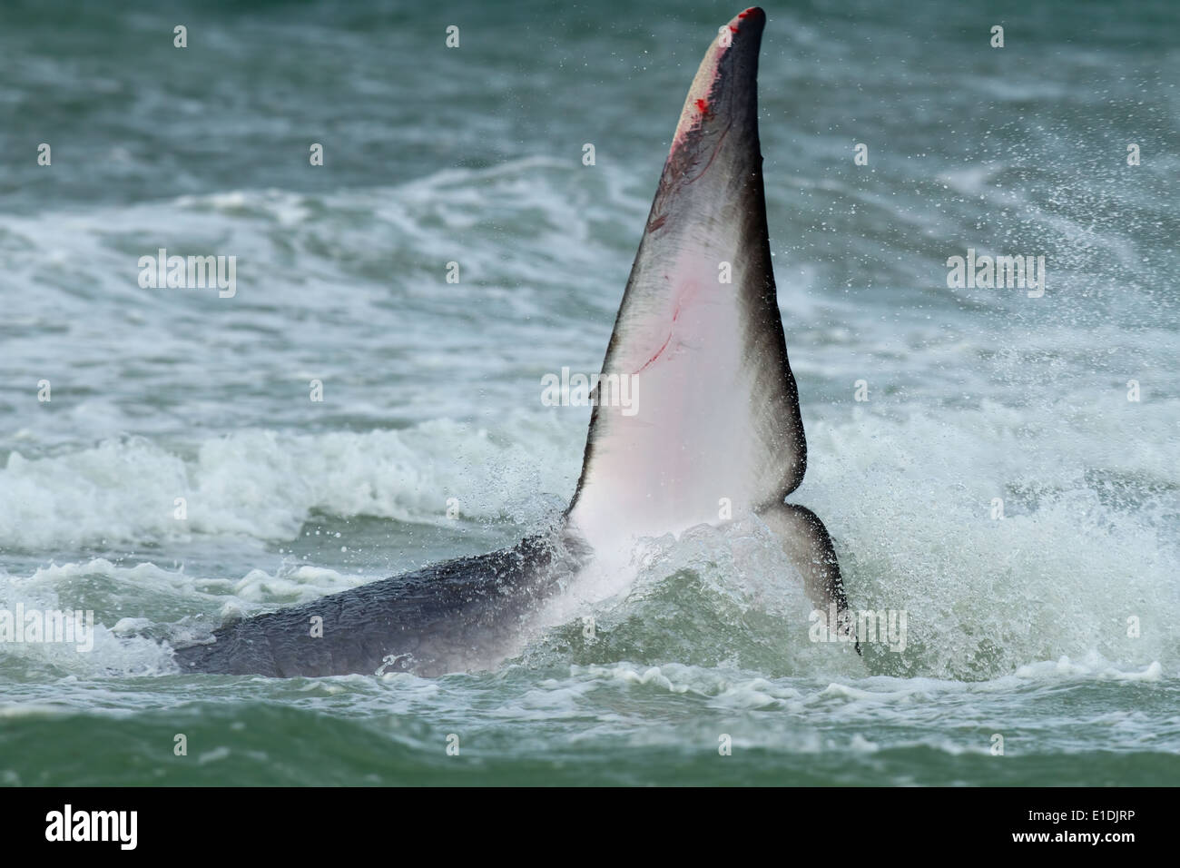 Juvenile minke whale tail flukes hi-res stock photography and images ...
