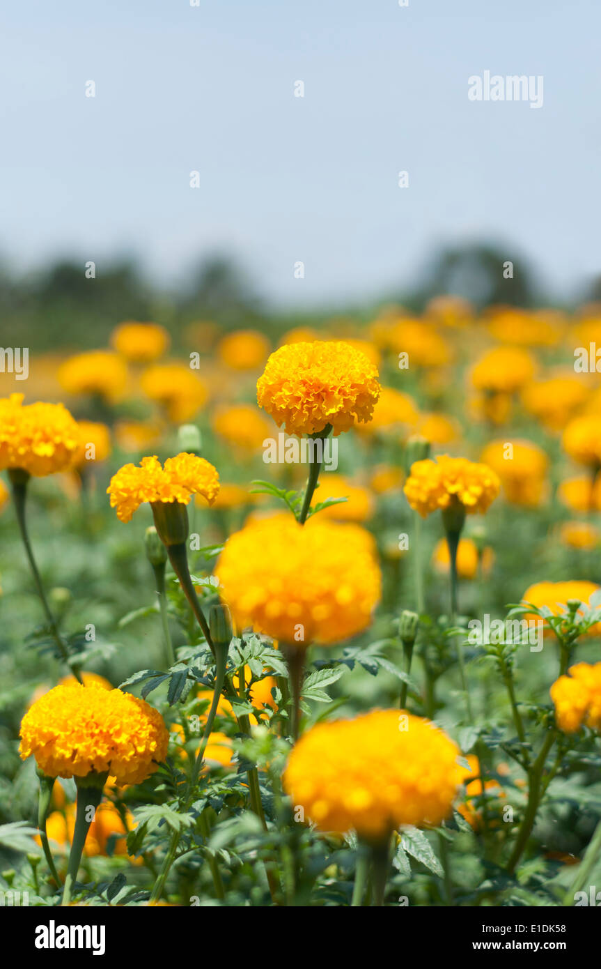 Marigold in flower garden Stock Photo - Alamy