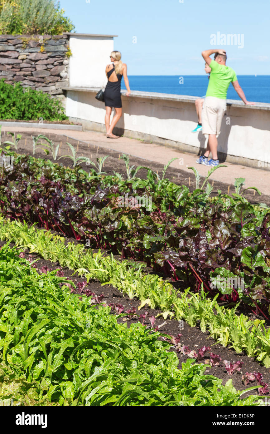 Vegetable Garden with salad in the castle garden at Lacko Castle Stock ...