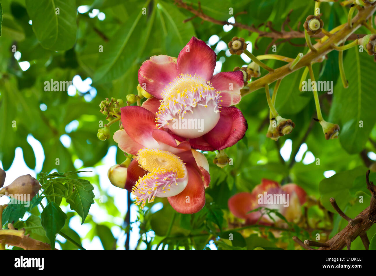 Sala flower hi-res stock photography and images - Alamy