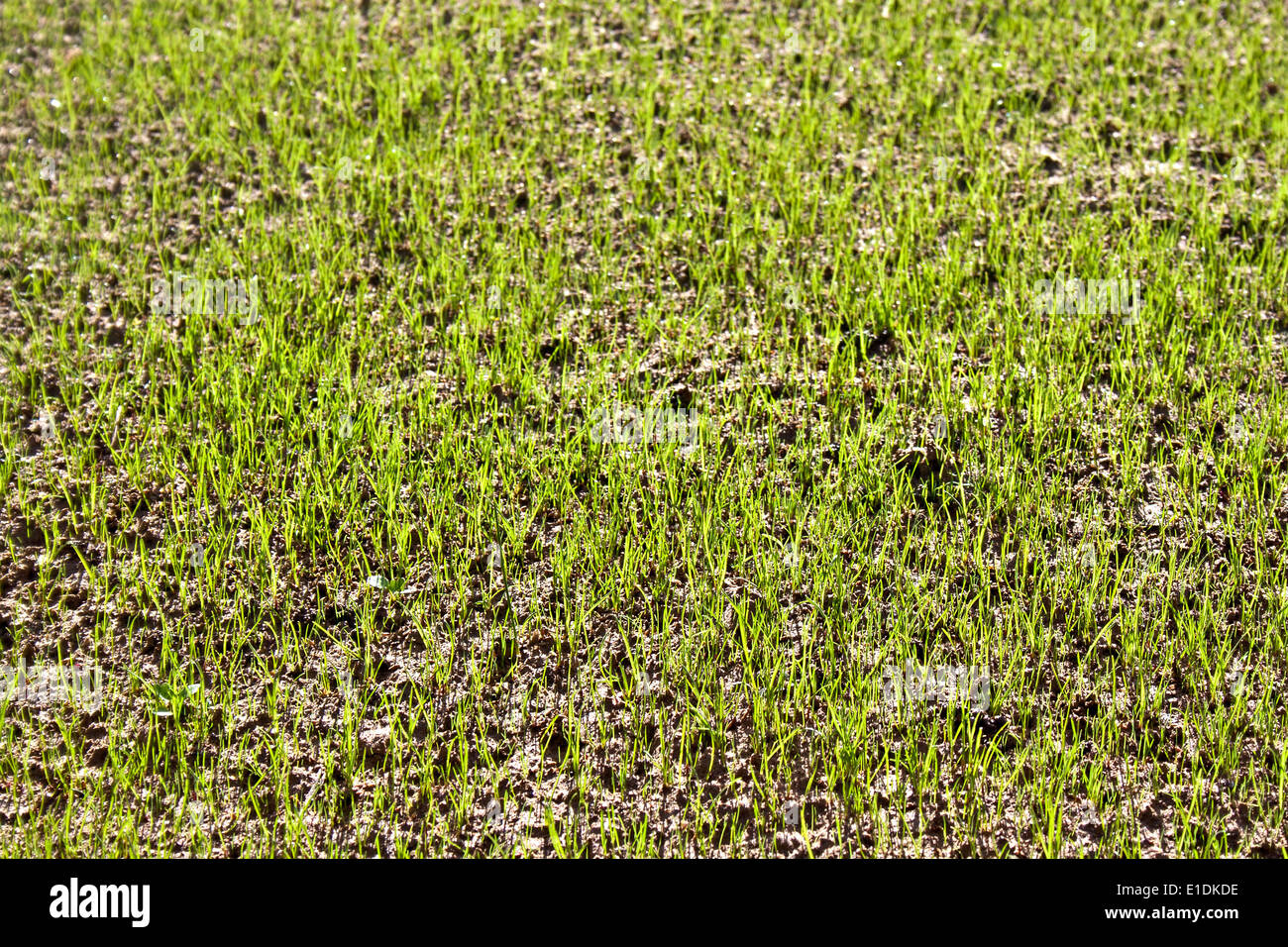New grass from seed hi-res stock photography and images - Alamy
