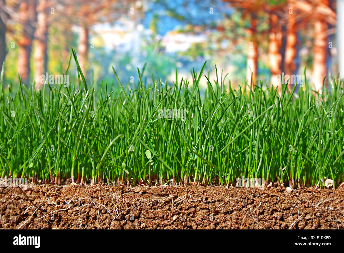 Green grass showing roots hi-res stock photography and images - Alamy