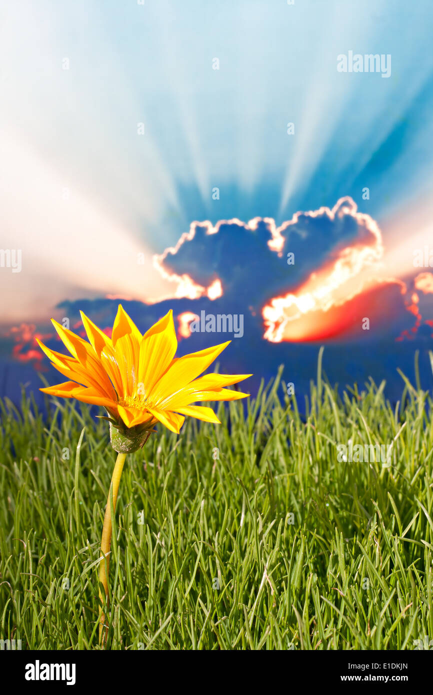 Flower rays hi-res stock photography and images - Alamy