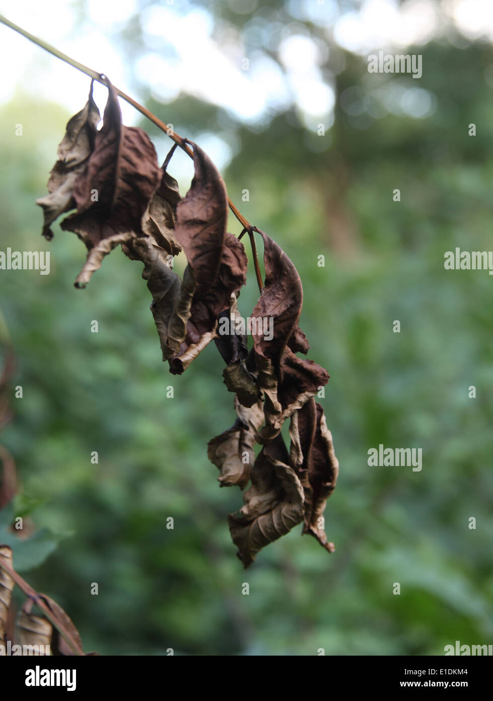 Chalara fraxinus hi-res stock photography and images - Alamy