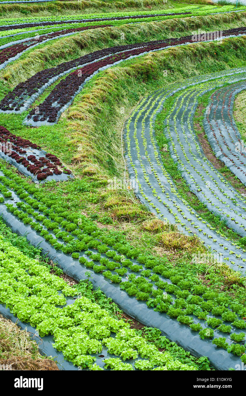 Garden rocket lettuce hi-res stock photography and images - Alamy
