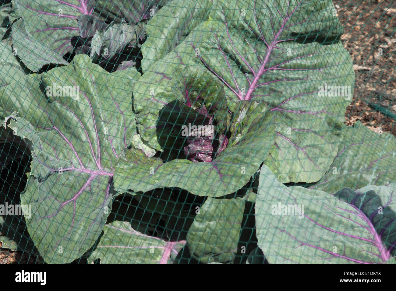 Netting brassica hi-res stock photography and images - Alamy