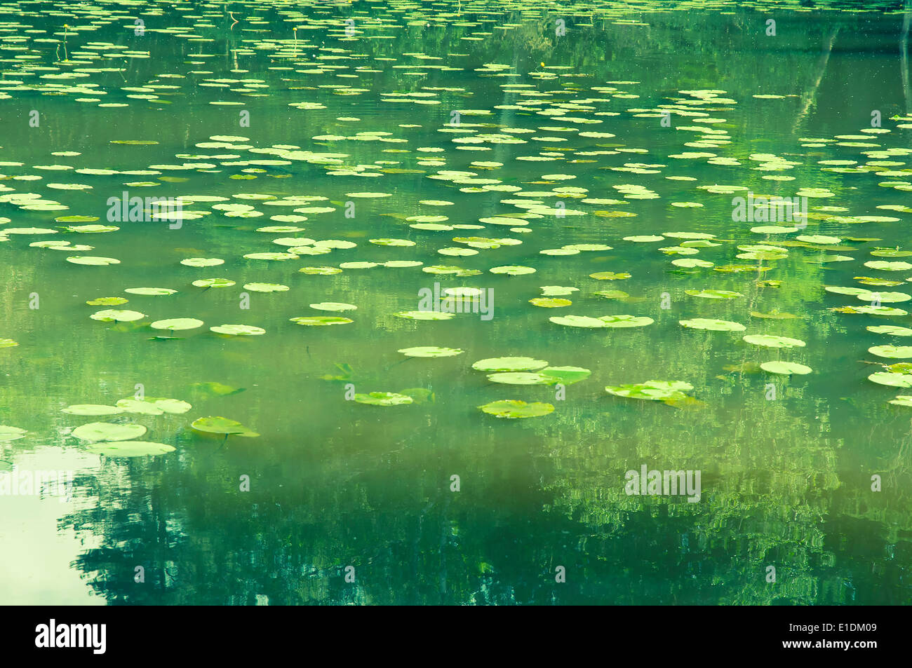 Lillypad hi-res stock photography and images - Alamy