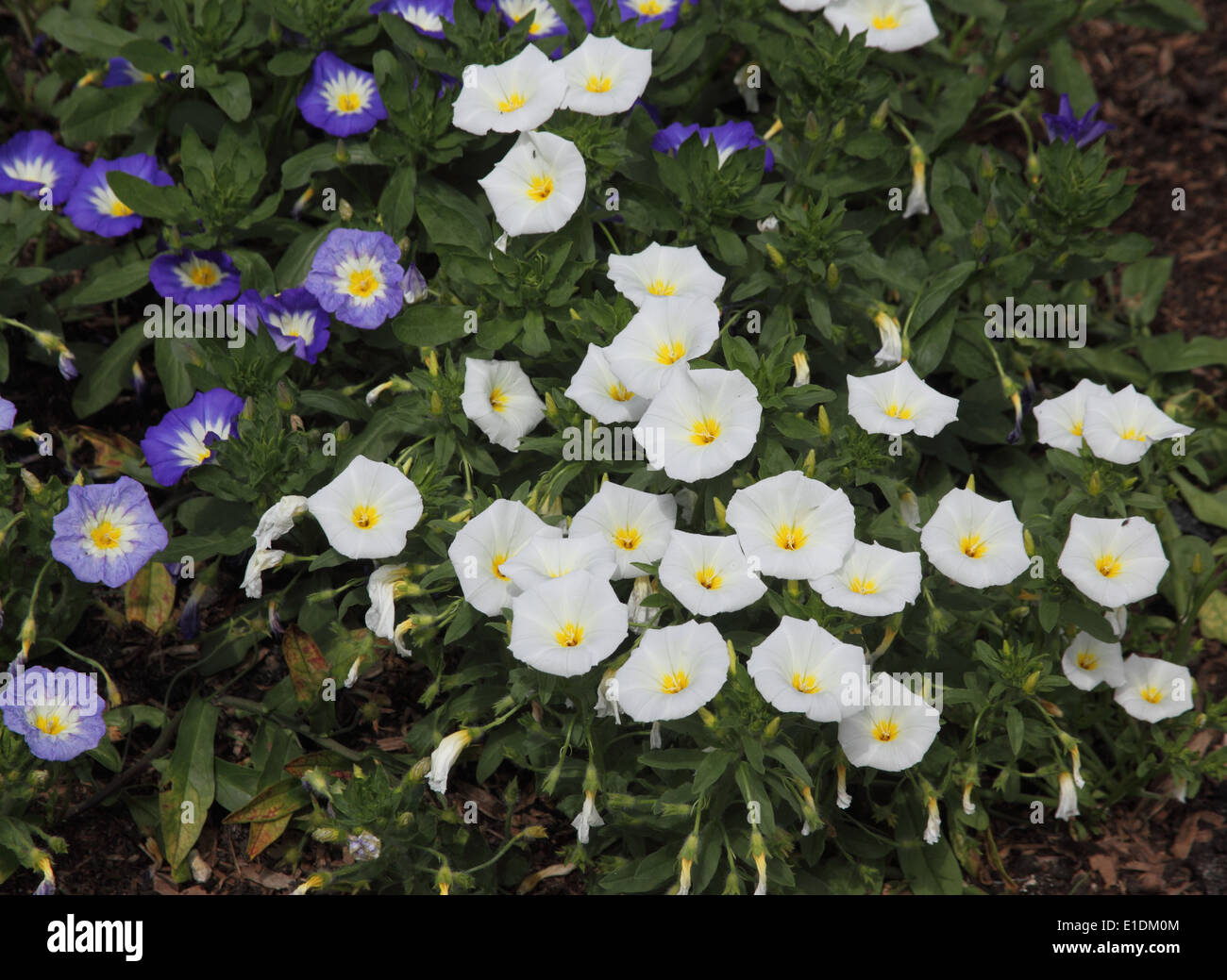 Convolvulus 'Tricolor' close up of flowers Stock Photo - Alamy