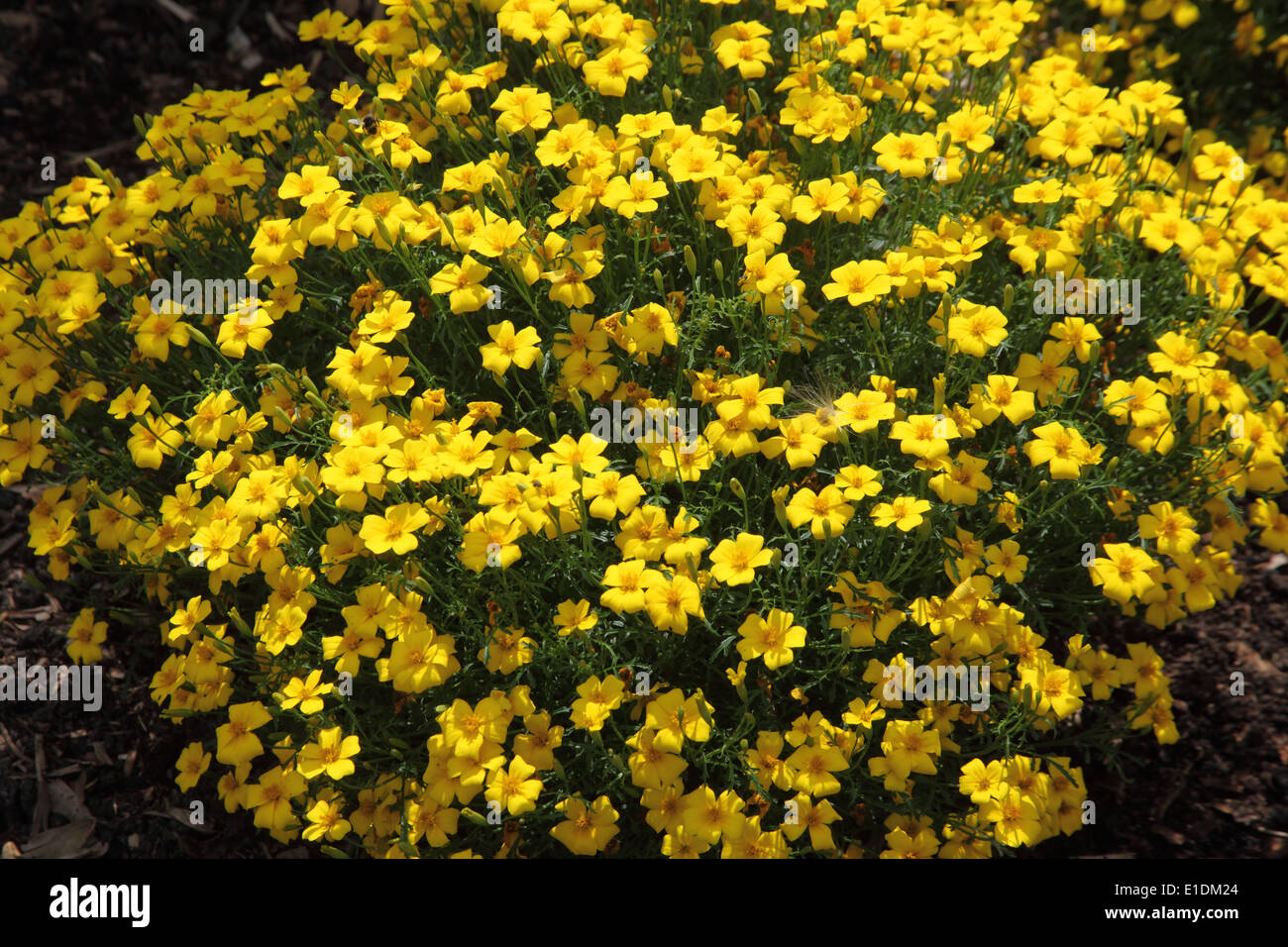 Marigold 'Lemon Jem' plants in flower Stock Photo - Alamy