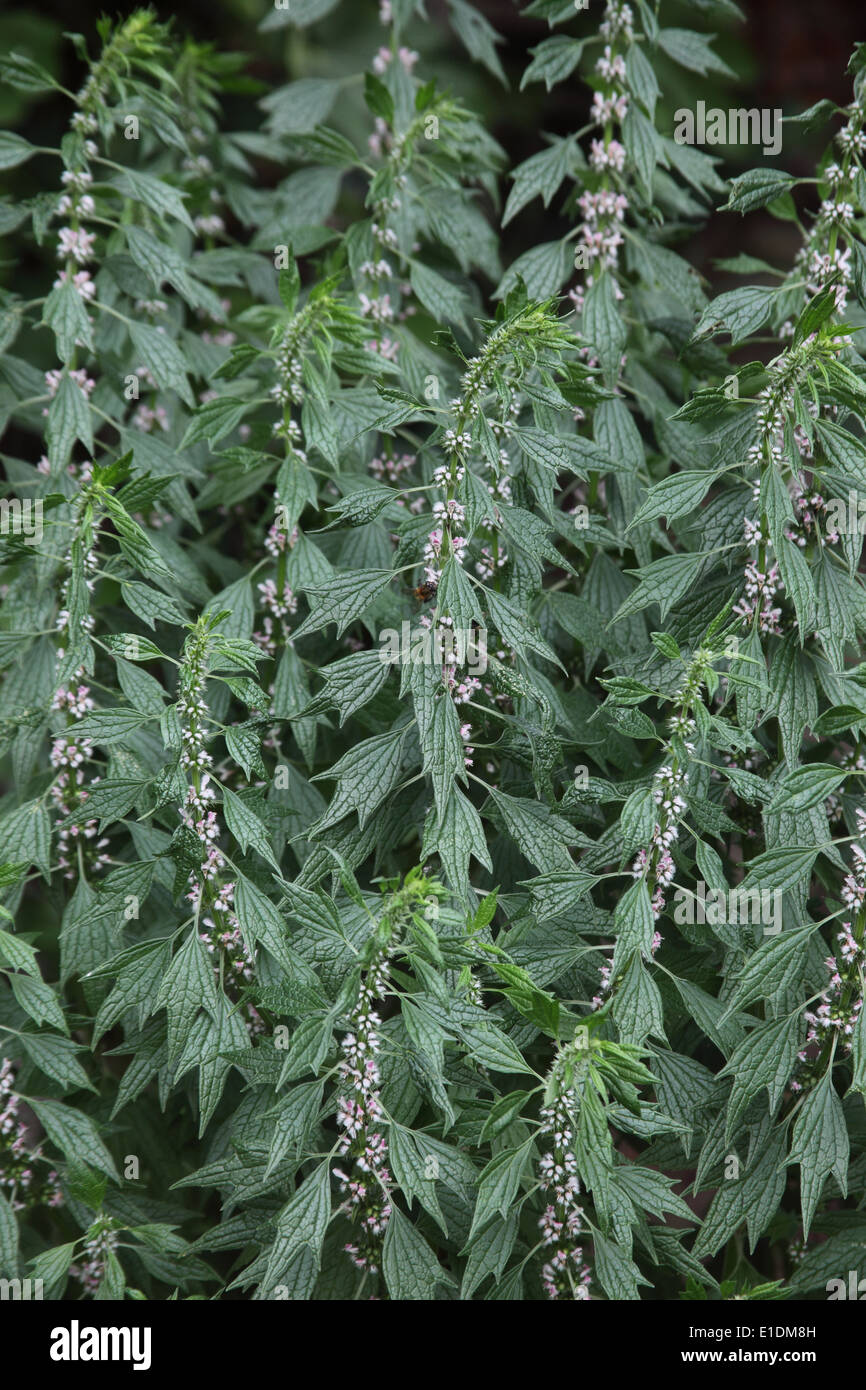 Cardica hi-res stock photography and images - Alamy