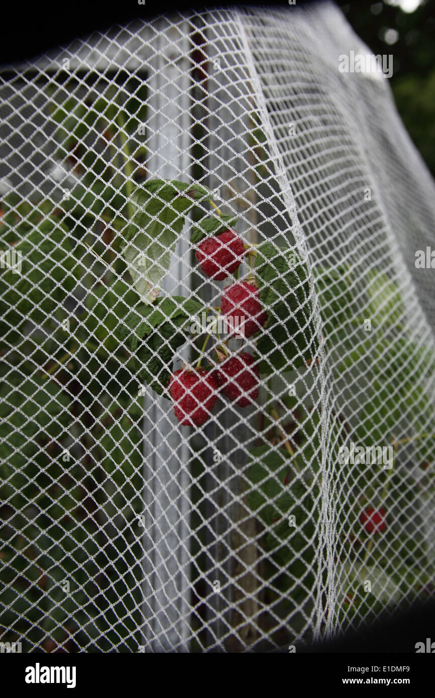 Malling jewel raspberries hi-res stock photography and images - Alamy