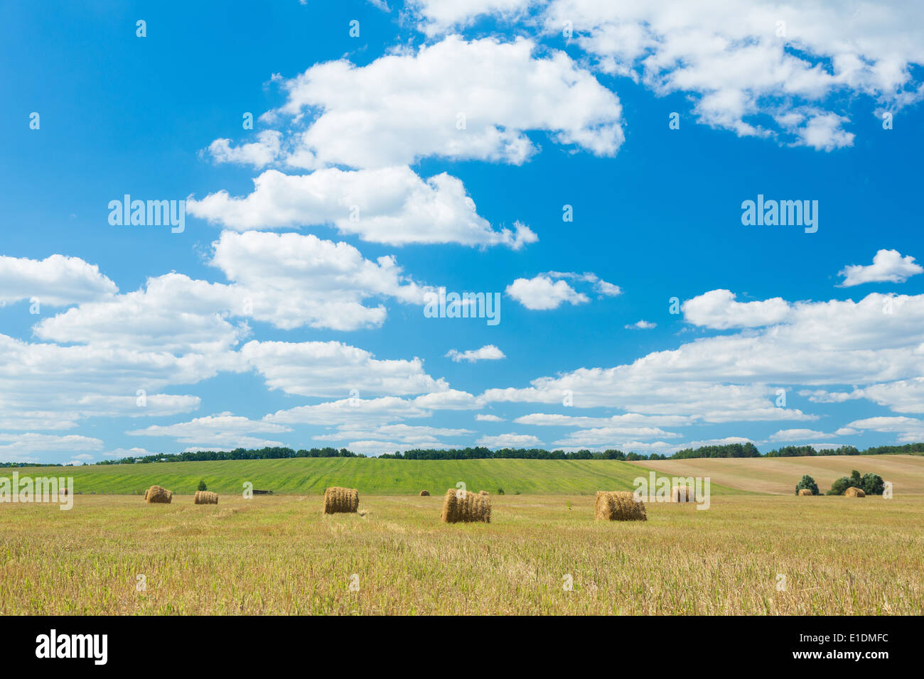 Fresh hay rolls lying in a field under a cloudy blue sky Stock Photo ...