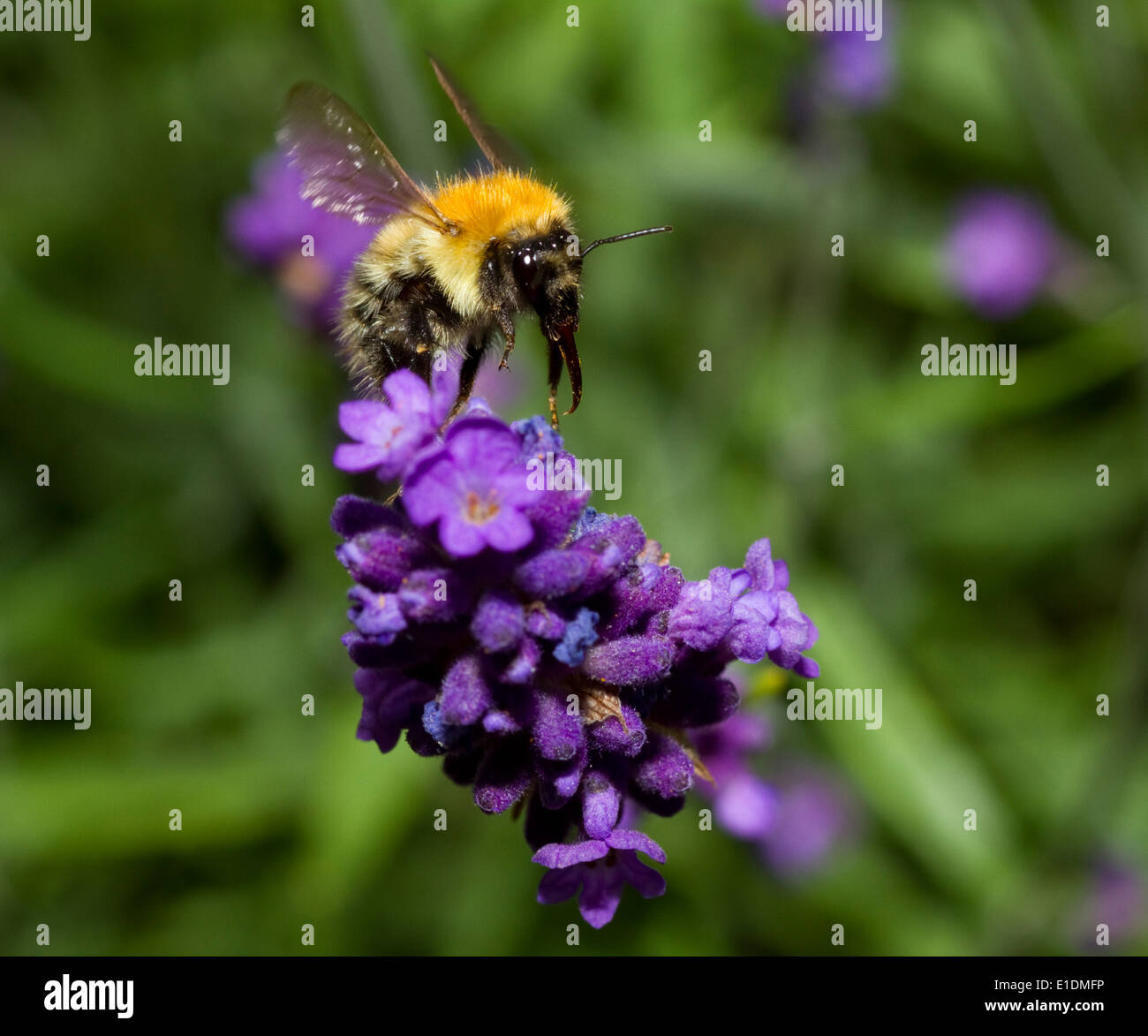 Bee gathering pollen Stock Photo - Alamy