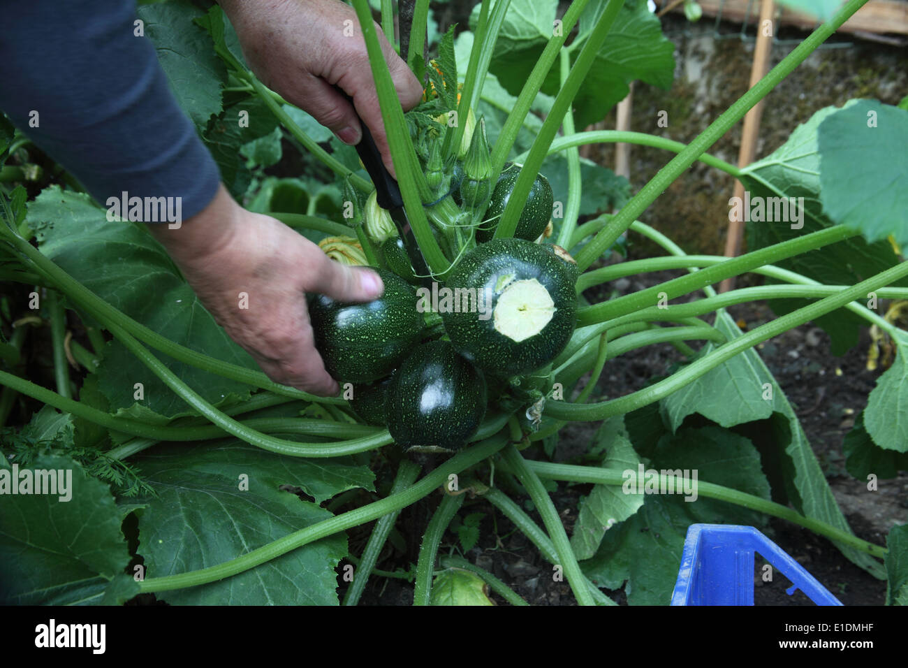 Harvesting courgettes cutting hi-res stock photography and images - Alamy