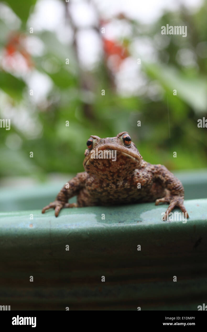 Climbing toad hi-res stock photography and images - Alamy