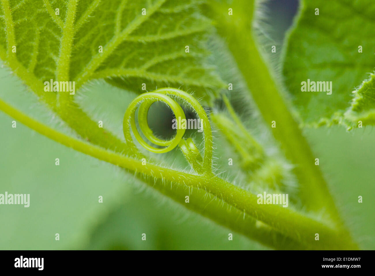 Tendrils on squash plant Stock Photo - Alamy
