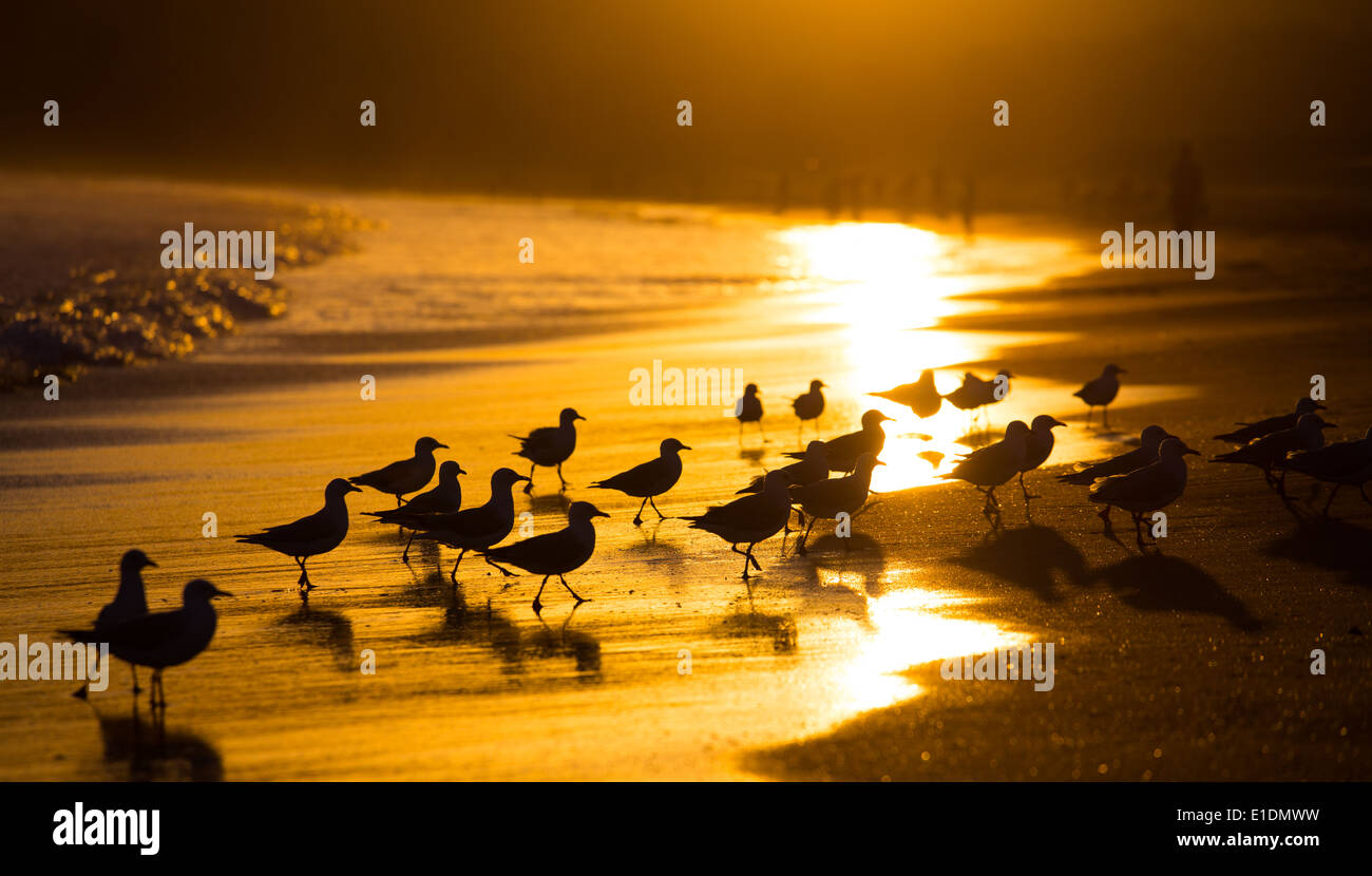 Silhouettes on Beach Stock Photo - Alamy