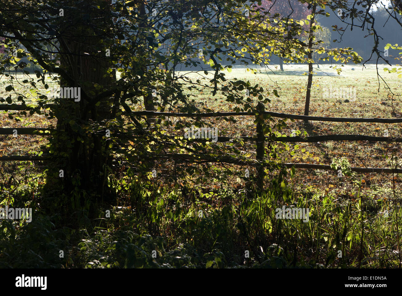 Early morning rural scene in England Stock Photo - Alamy