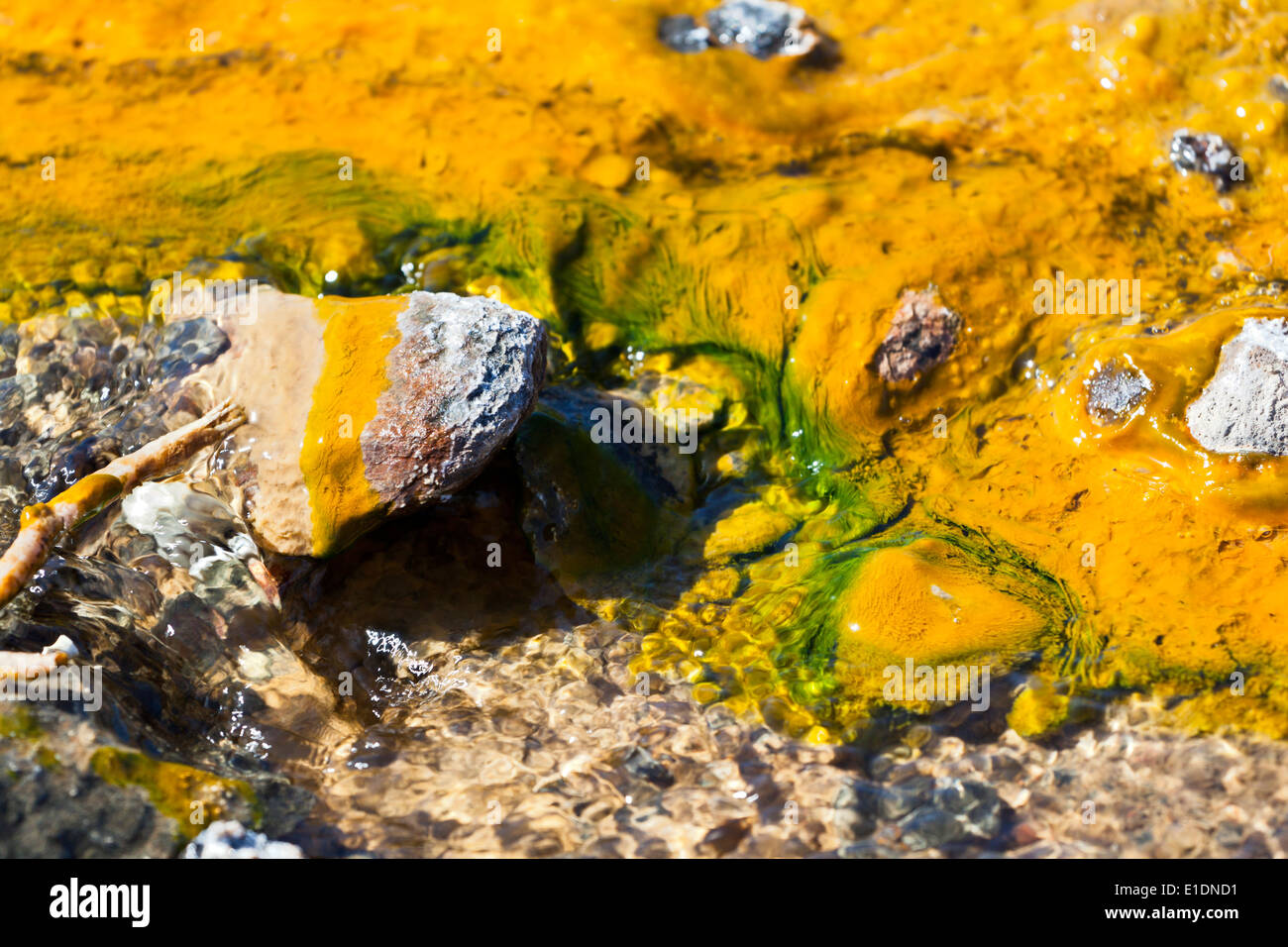 Colorful algae around hot springs at Lake Bogoria in Kenya Stock Photo ...