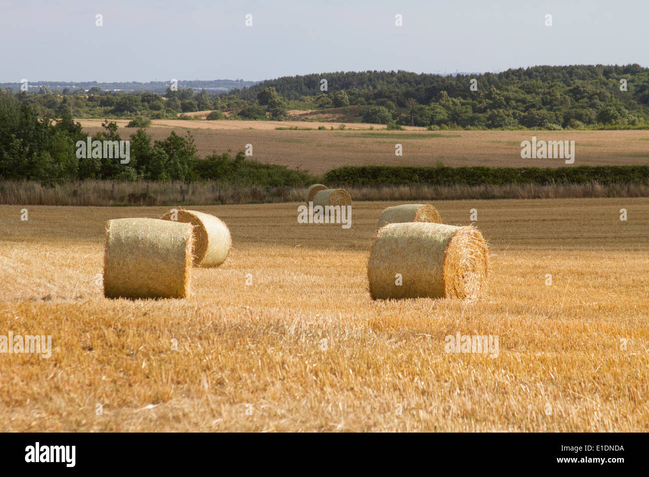 Straw bales in field Stock Photo - Alamy