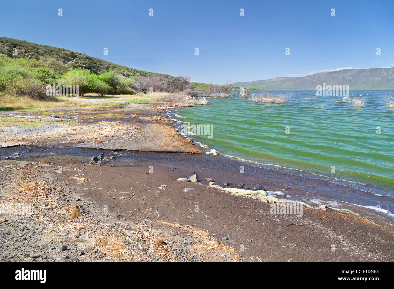Lake Bogoria shore in Kenya, the water is green from algae Stock Photo ...