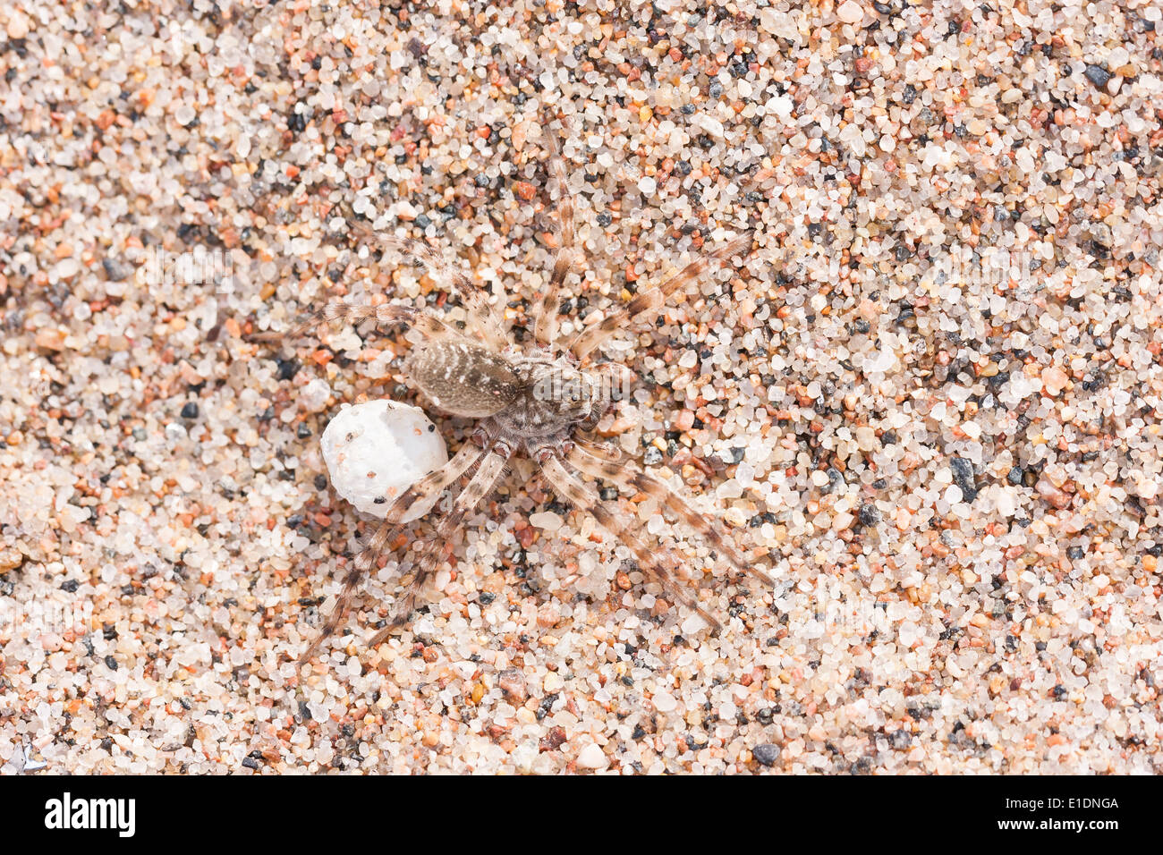 Big brown sand color spider at beach protects its egg Stock Photo - Alamy