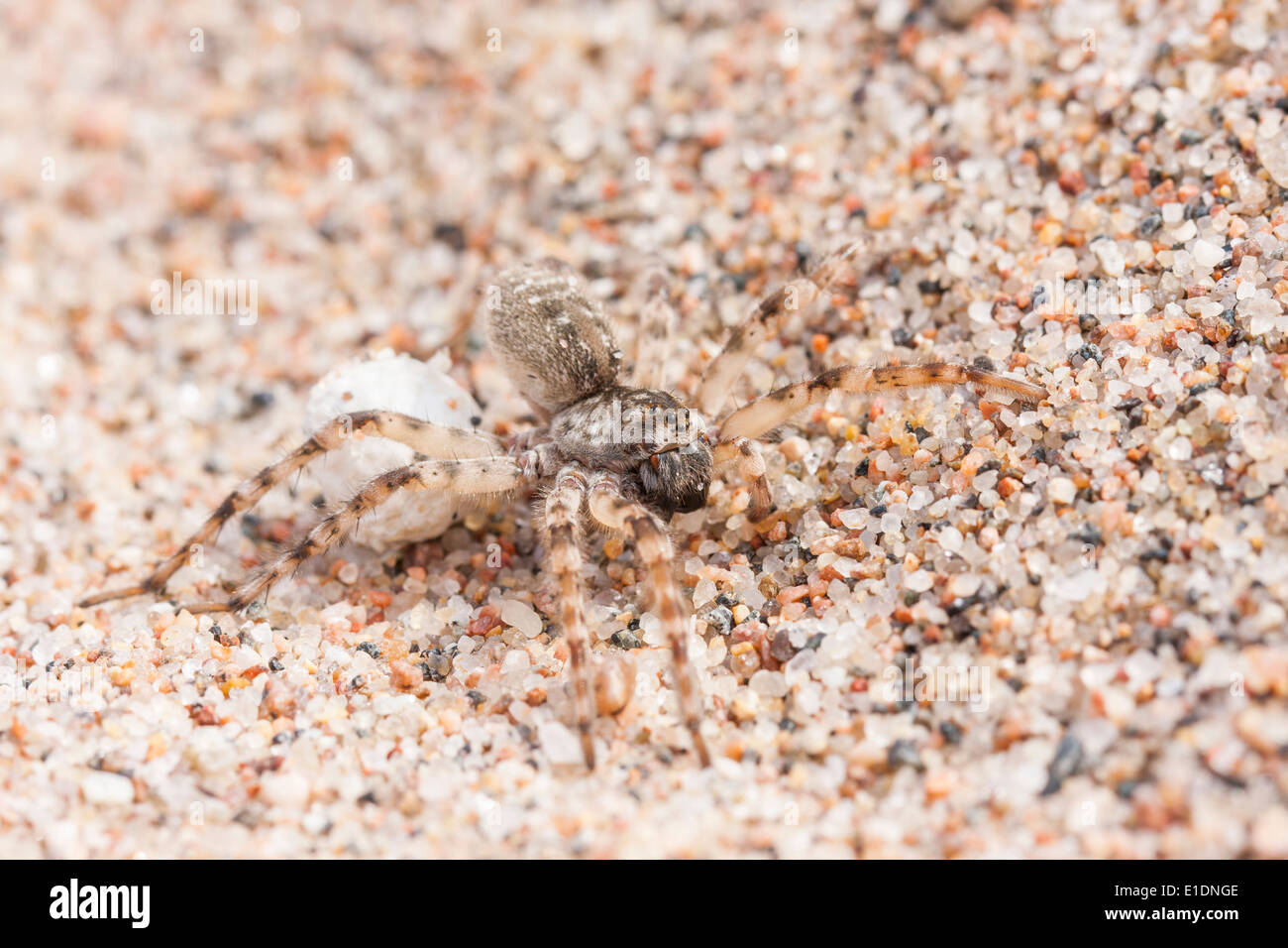 Big brown sand color spider at beach protects its egg Stock Photo - Alamy