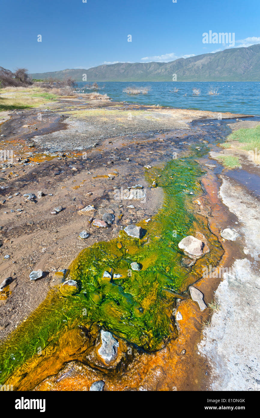 Detail of colorful algae around hot springs at Lake Bogoria in Kenya ...