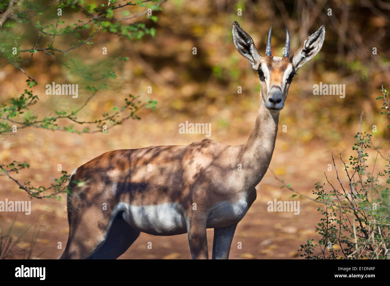 A Grant's Gazelle near Lake Bogoria, Kenya Stock Photo - Alamy
