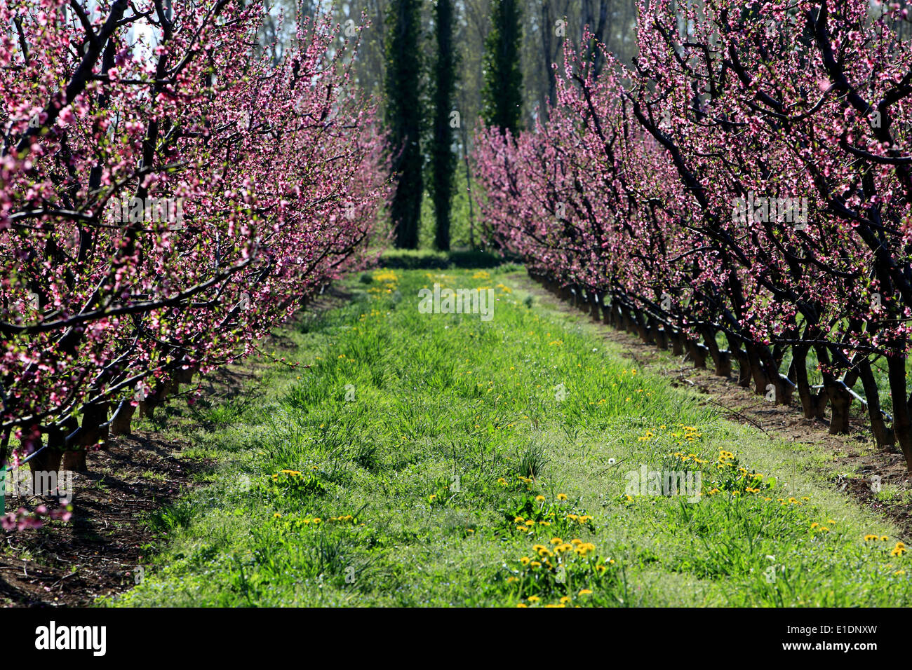 Fields peach blossoms around Thuir, Pyrenees Orientales, Languedoc ...