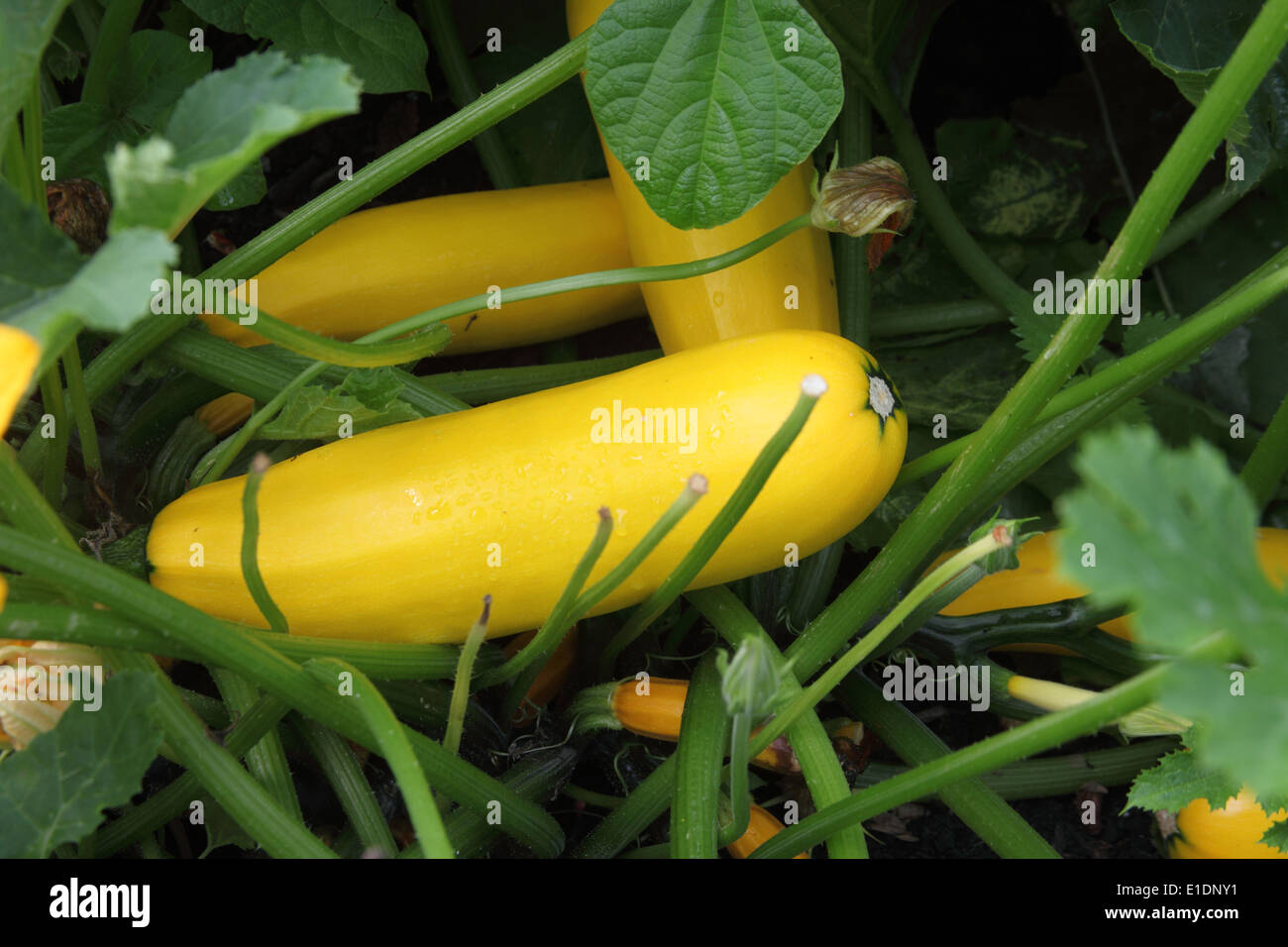 Cucurbita pepo 'Buckingham' close up of plant Stock Photo - Alamy