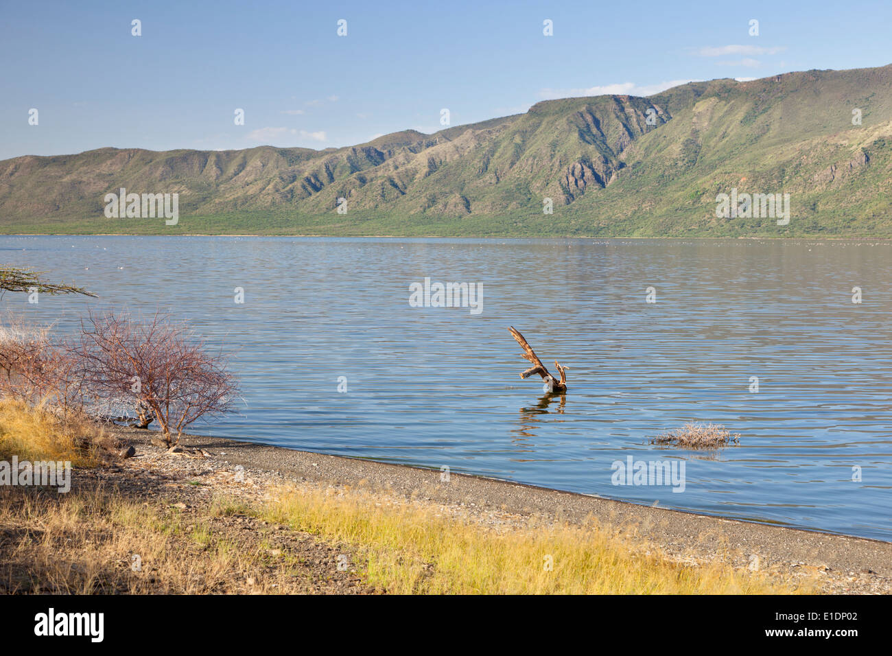 Lake Bogoria shore in Kenya Stock Photo - Alamy