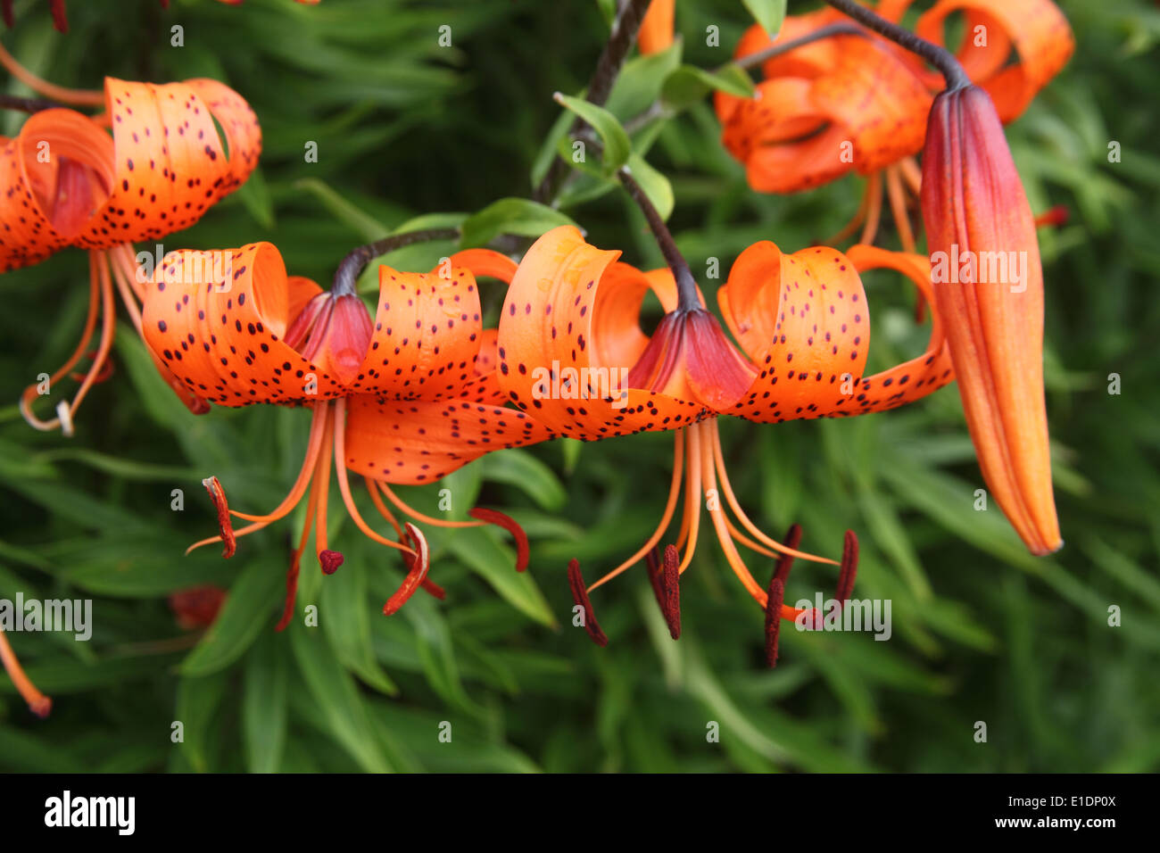 Lillium hi-res stock photography and images - Alamy