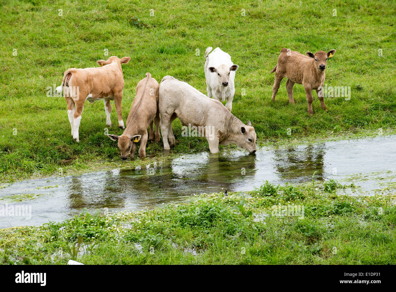 Cattle drinking river hi-res stock photography and images - Alamy