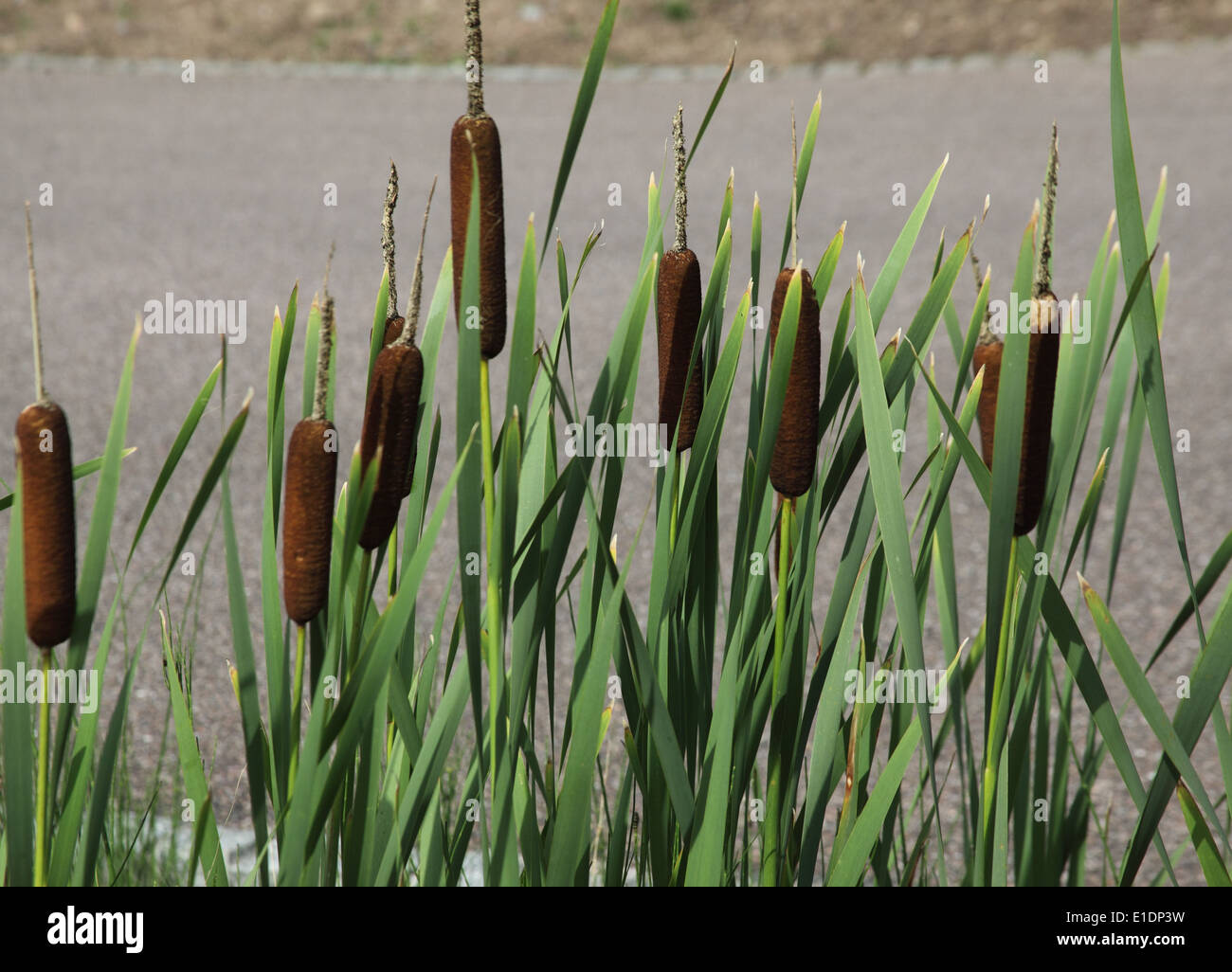 Typha latifolia Bulrush plant with flower spikes Stock Photo - Alamy