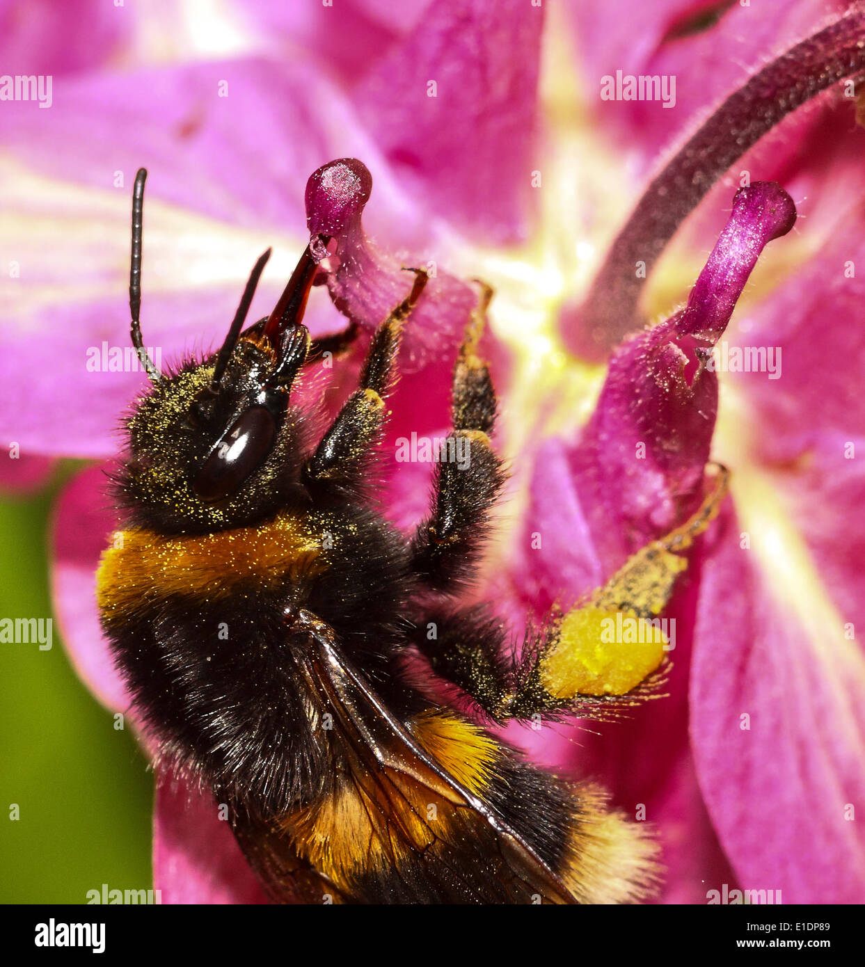 Bumble bee pollinating aquilegia flower hi-res stock photography and ...