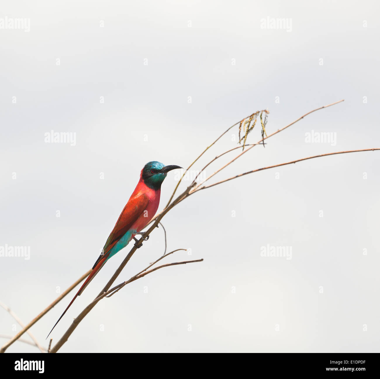 Northern Carmine Bee-eater on a tree at Lake Baringo, Kenya Stock Photo ...