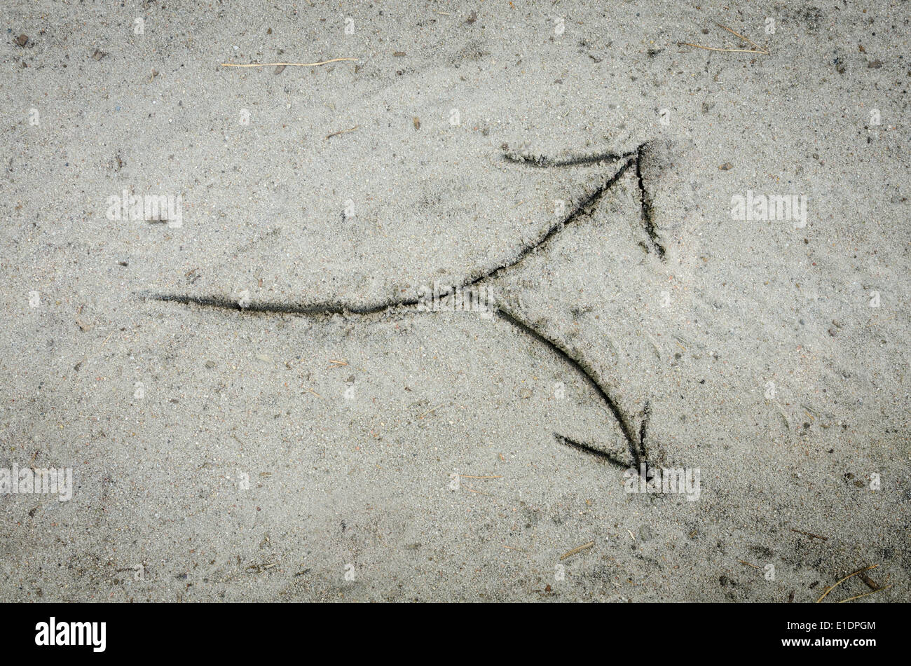 The natural way to draw hi-res stock photography and images - Alamy