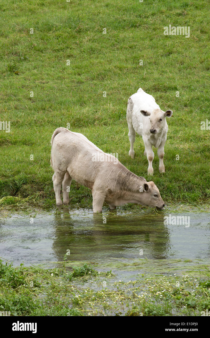 Cattle drinking river hi-res stock photography and images - Alamy