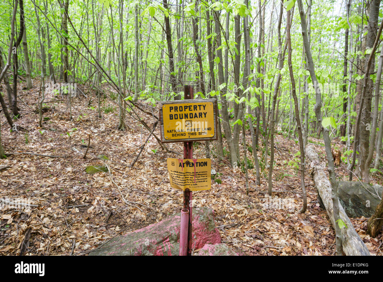US National Forest boundary bearing tree marker in the Stark Falls ...